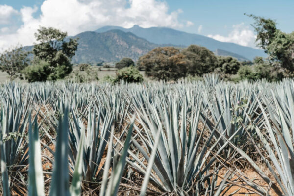 What Is Tequila Made From? Here’s Everything You Should Know