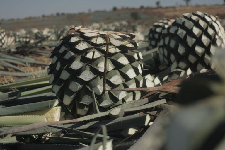 Everything You Need to Know About 100% Blue Agave Tequila
