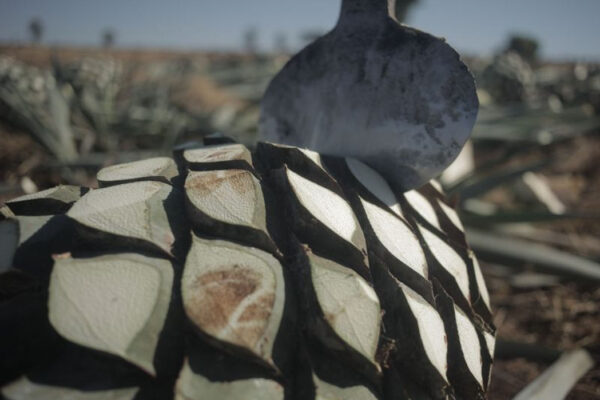 What Is Tequila Made From? Here’s Everything You Should Know